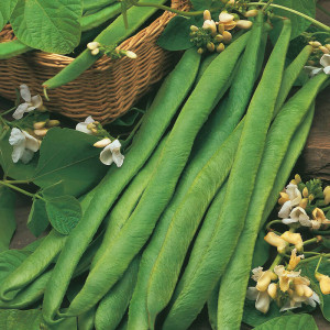 The best beans in Nepal.